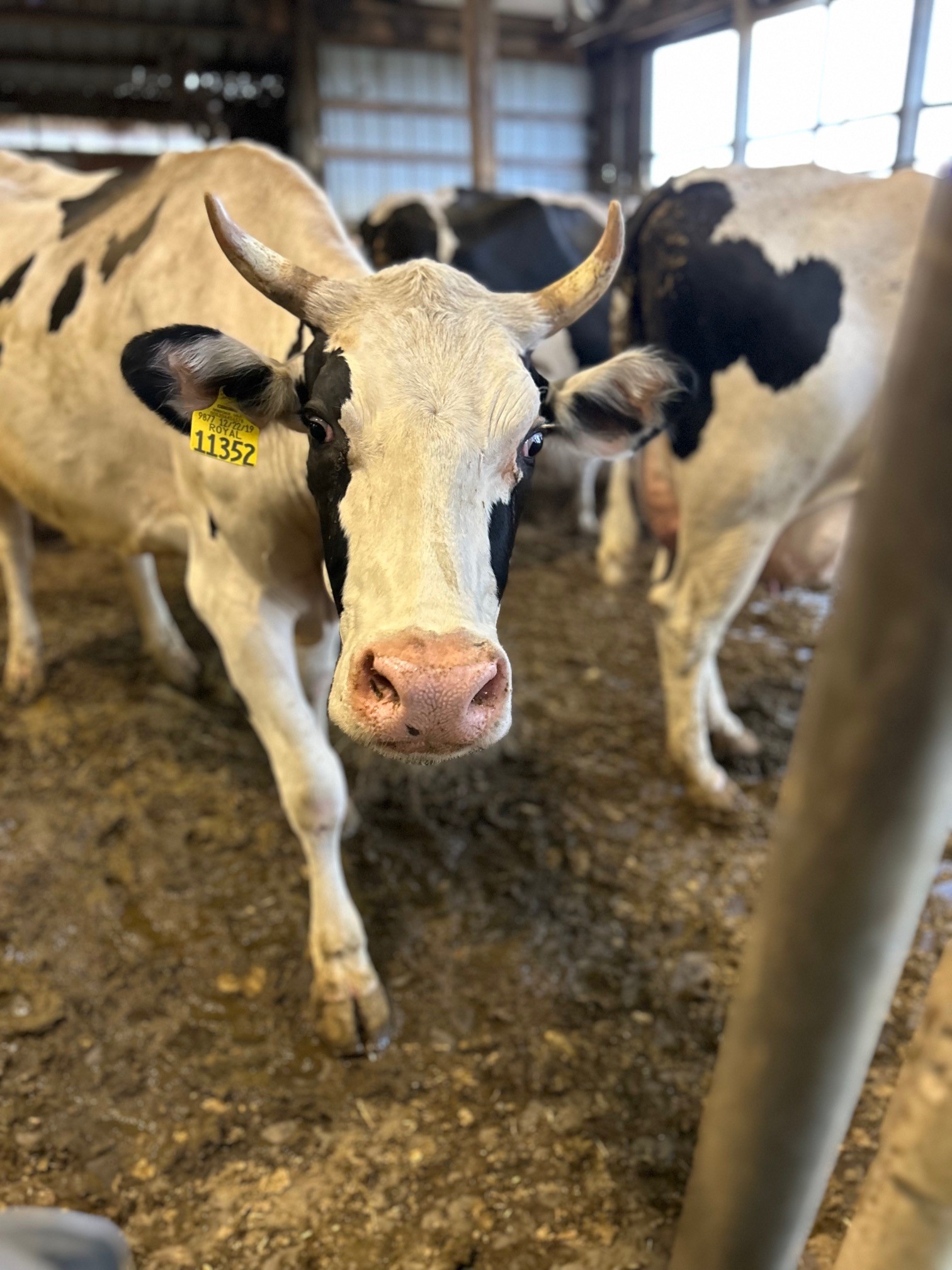 Farm Visit: Hunter Haven Dairy - Tony McCombie